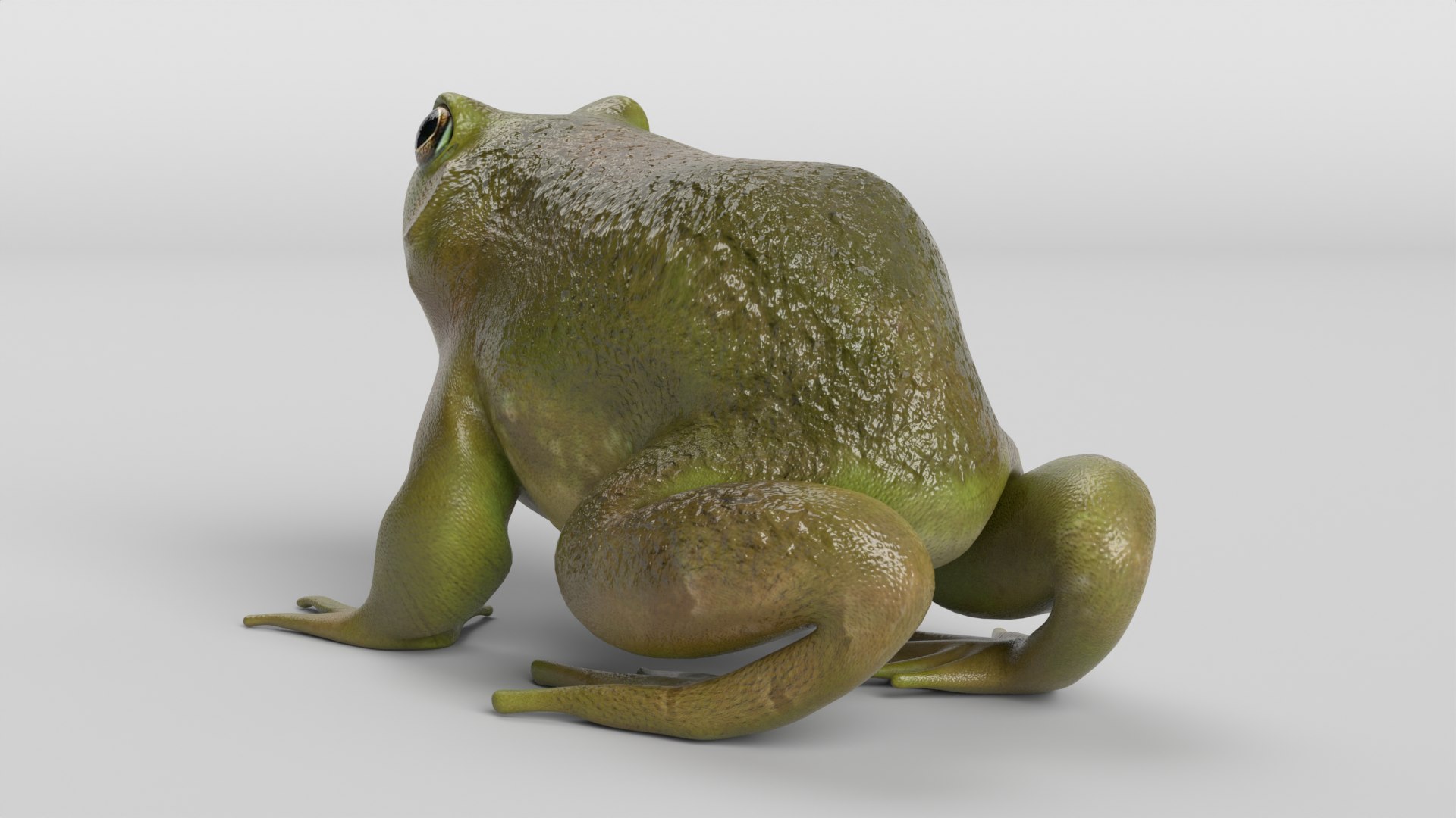 Bullfrog Animated 3D Model - TurboSquid 2123016