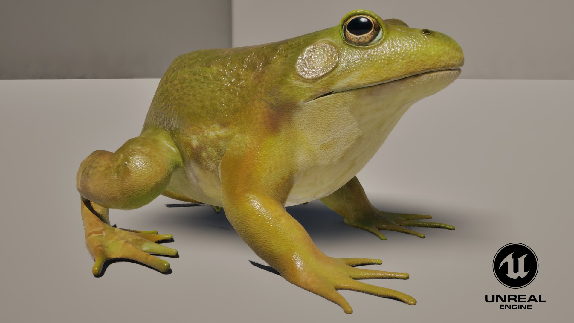 Bullfrog Animated 3D Model - TurboSquid 2123016