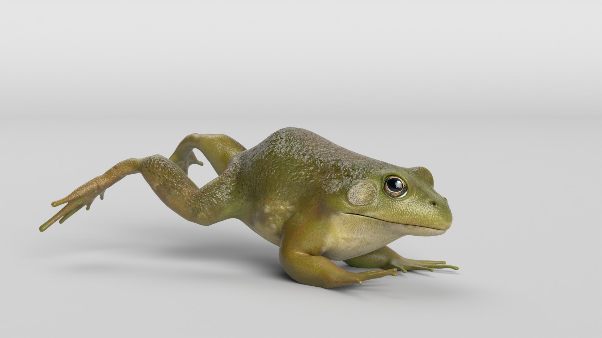 Bullfrog Animated 3D Model - TurboSquid 2123016