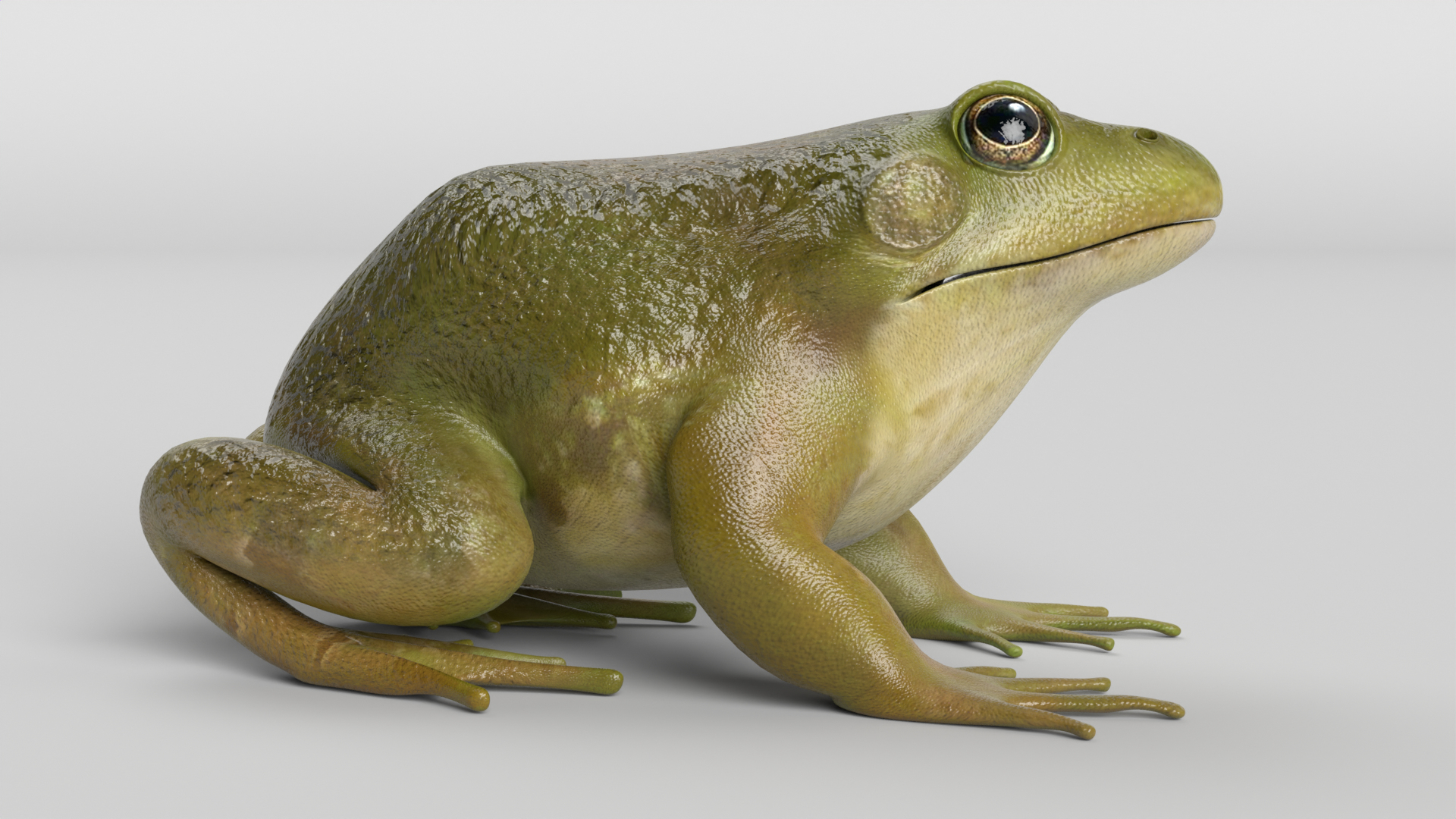 Bullfrog Animated 3D Model - TurboSquid 2123016
