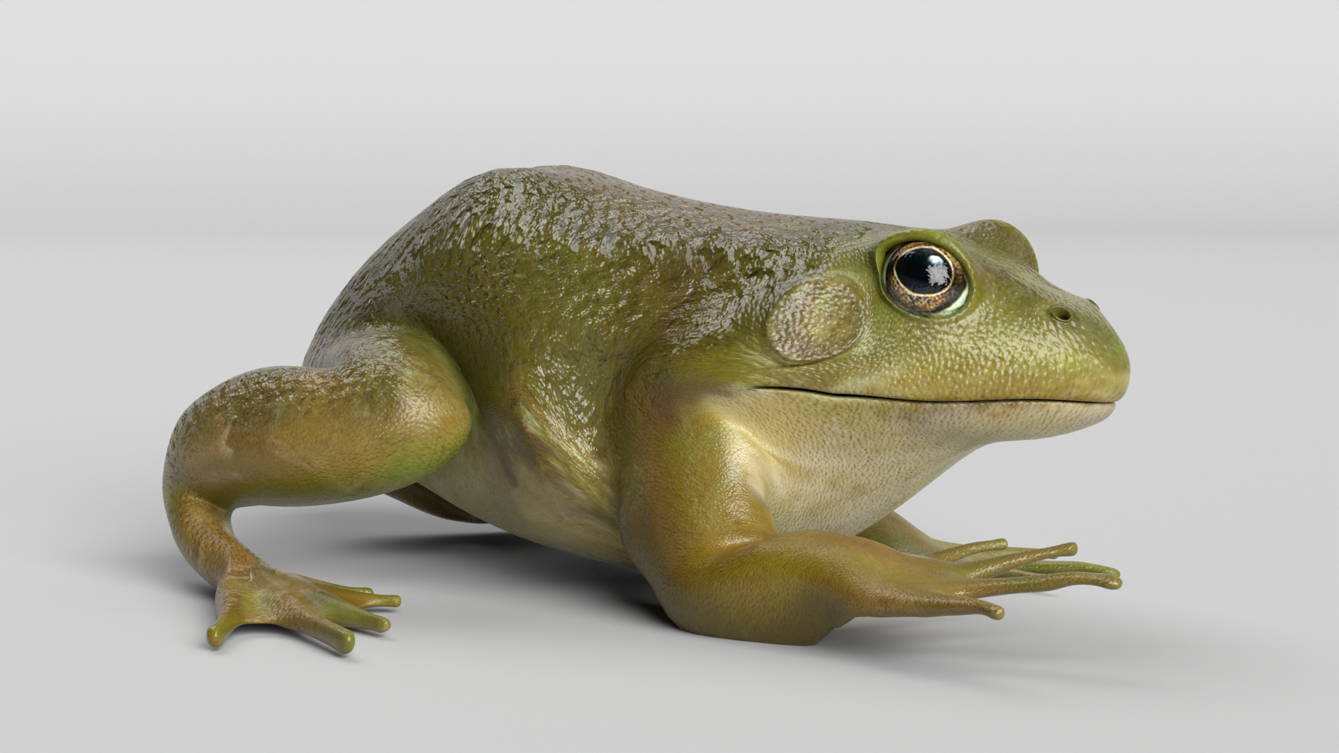 Bullfrog Animated 3D Model - TurboSquid 2123016