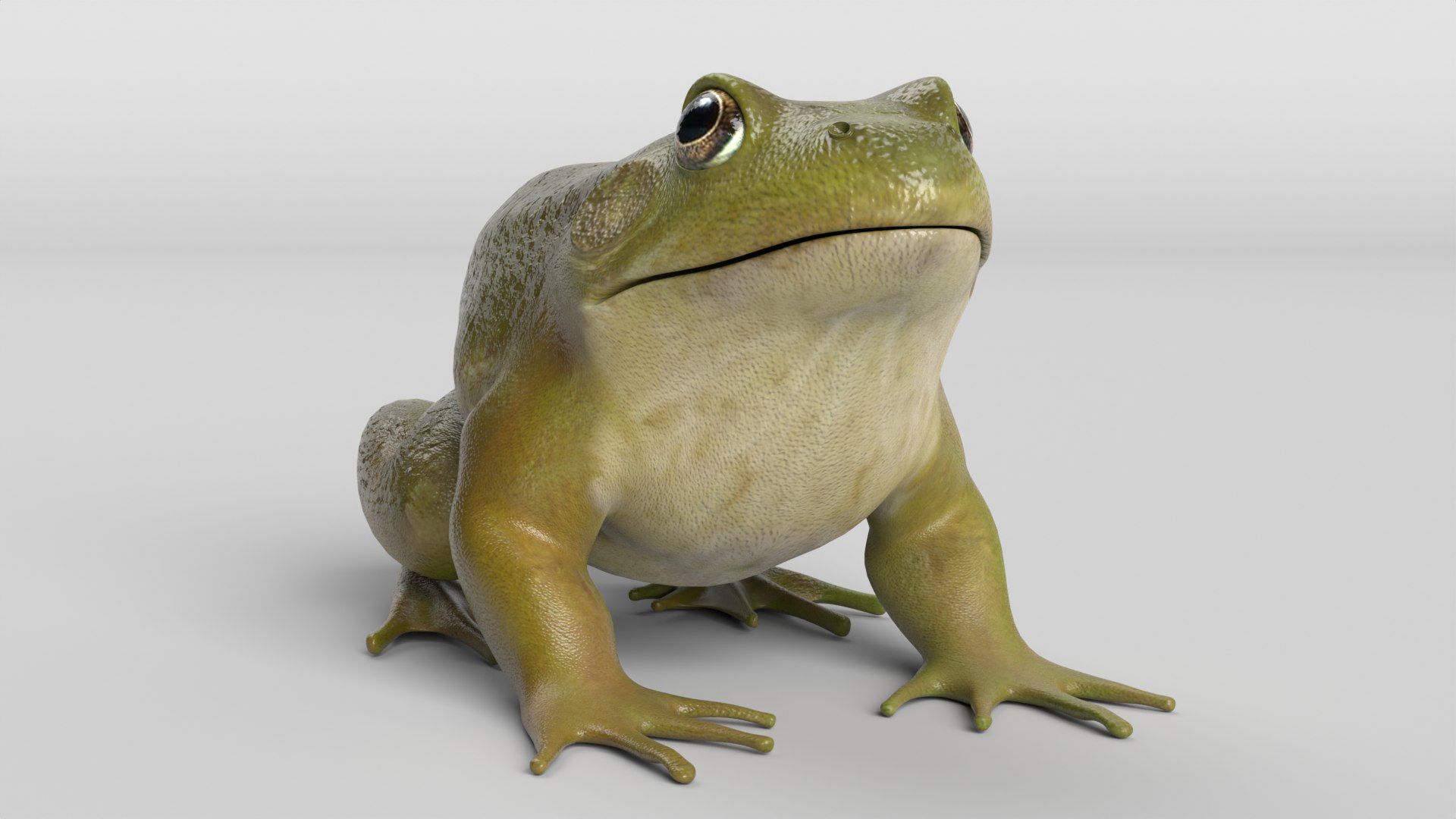 Bullfrog Animated 3D Model - TurboSquid 2123016