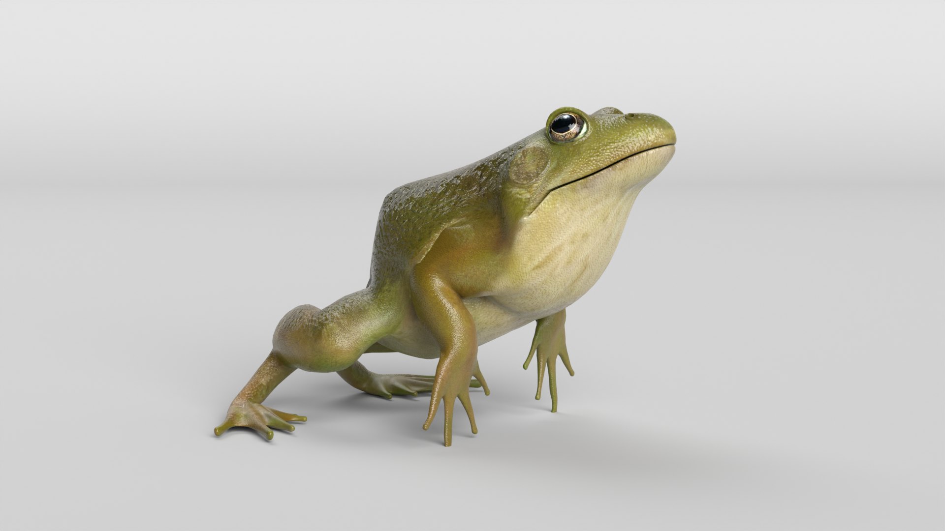 Bullfrog Animated 3D Model - TurboSquid 2123016