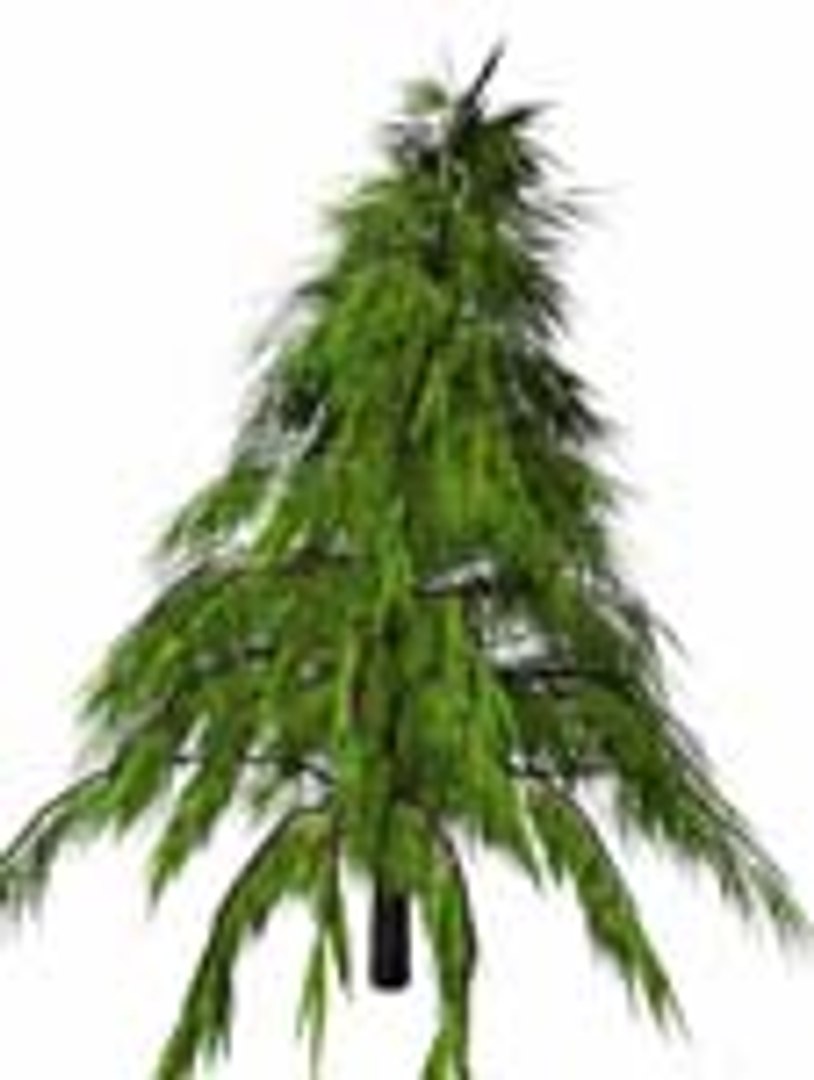 conifer bryce 3d model