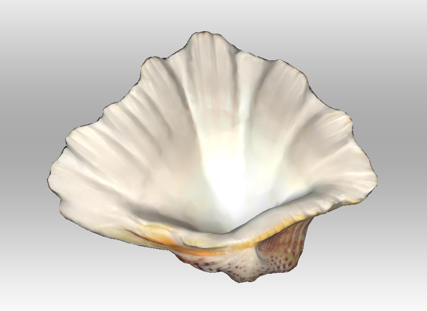3D Shell - TurboSquid 1583461