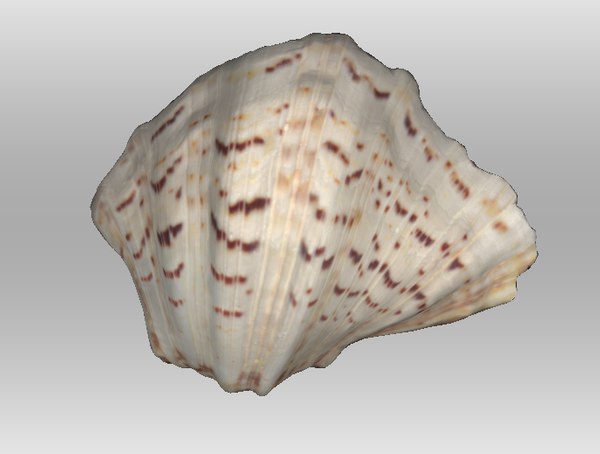 3D shell - TurboSquid 1583461