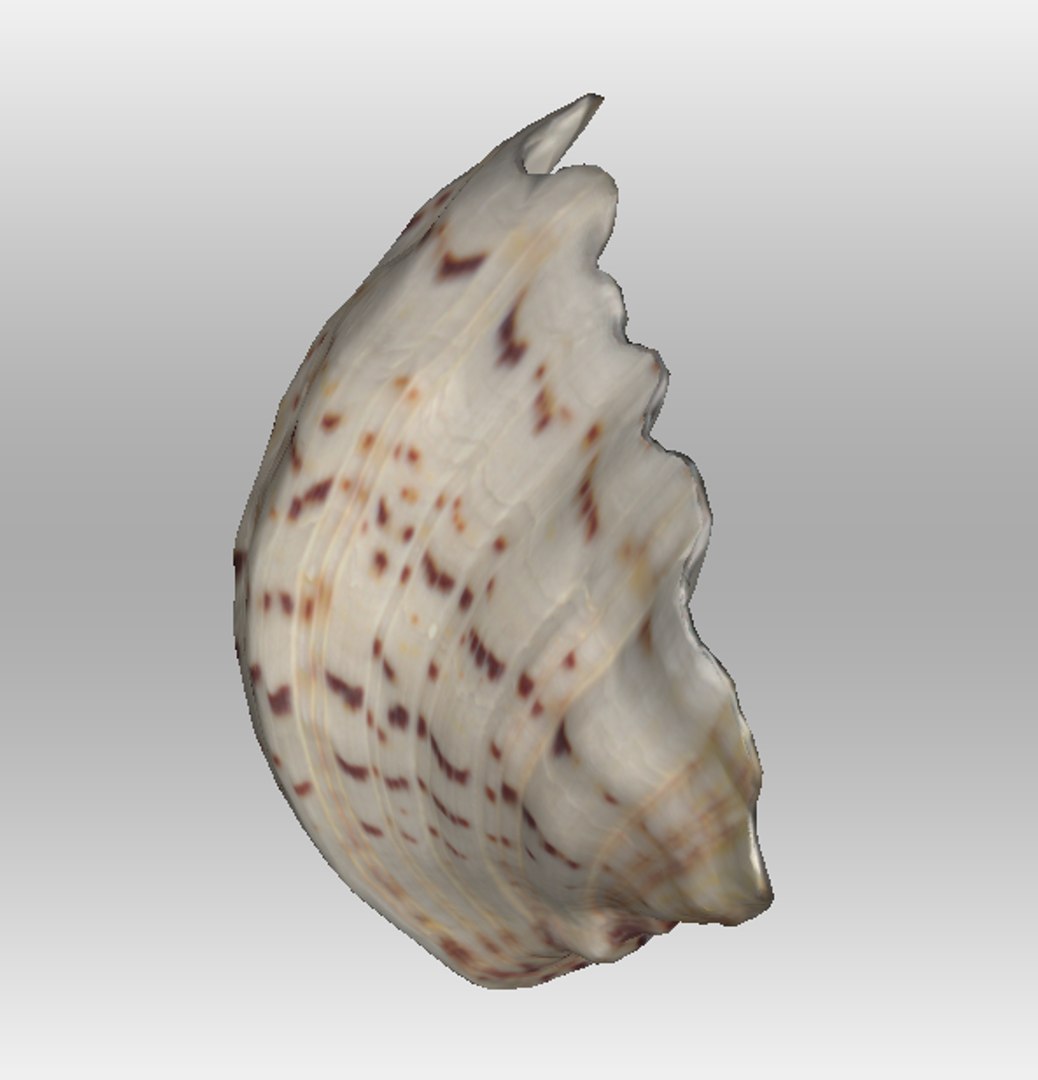 3D Shell - TurboSquid 1583461