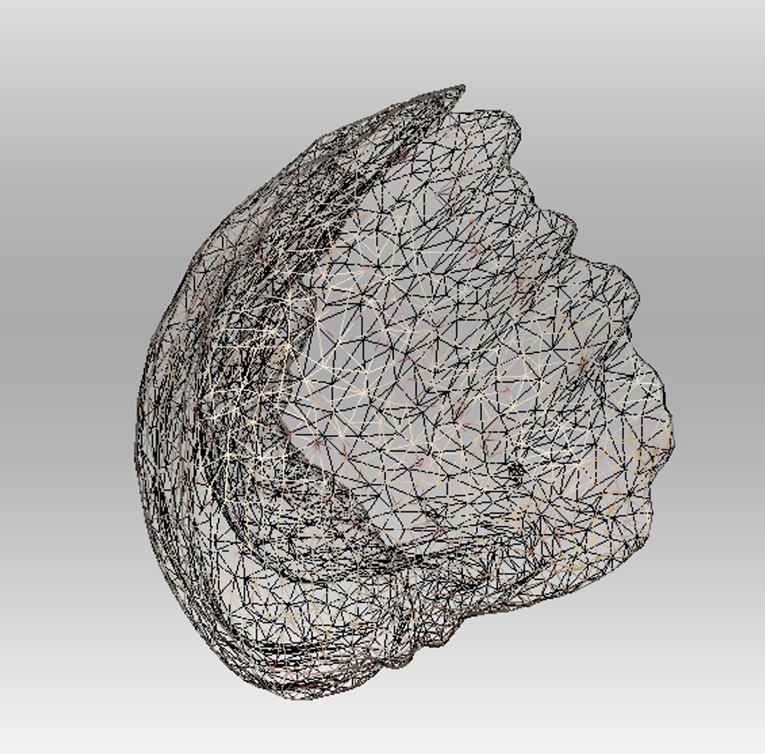 3D Shell - TurboSquid 1583461