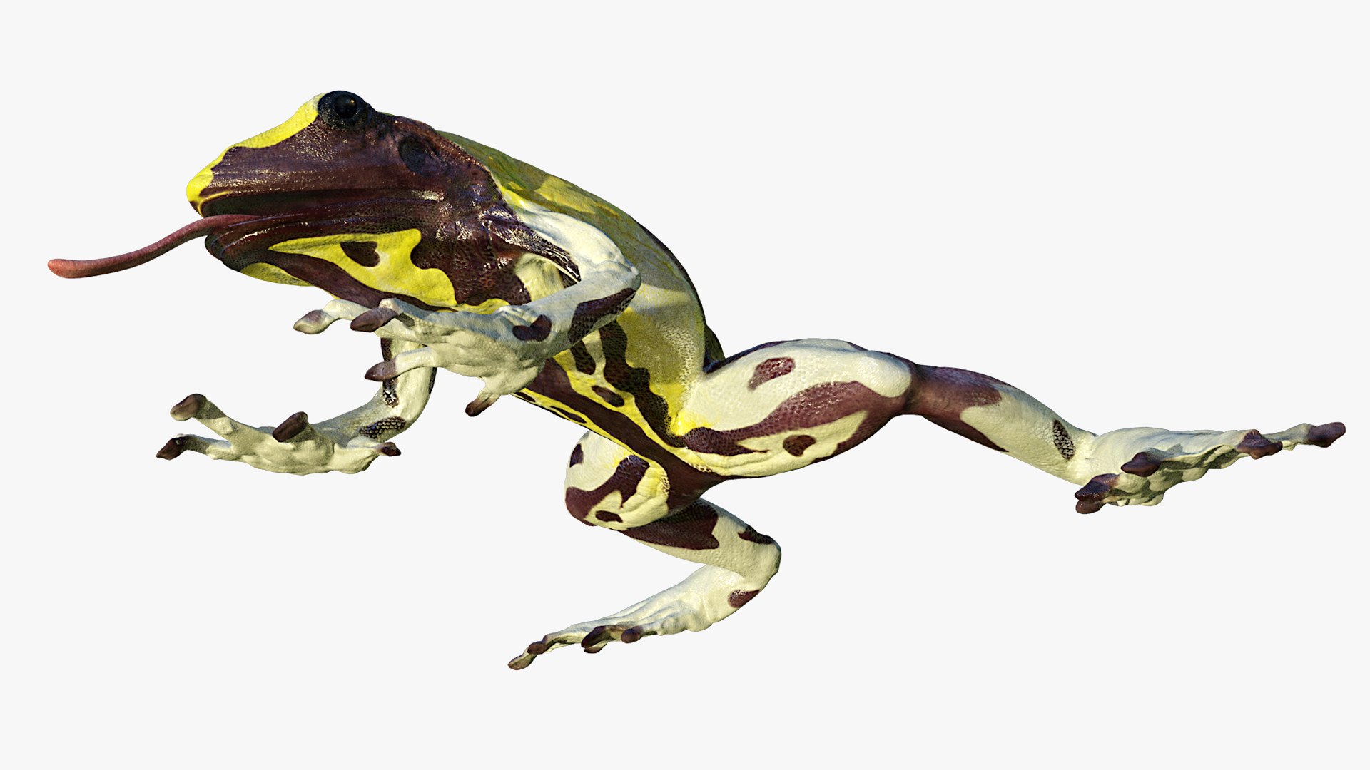 Frog Color 3D Model - TurboSquid 1854368