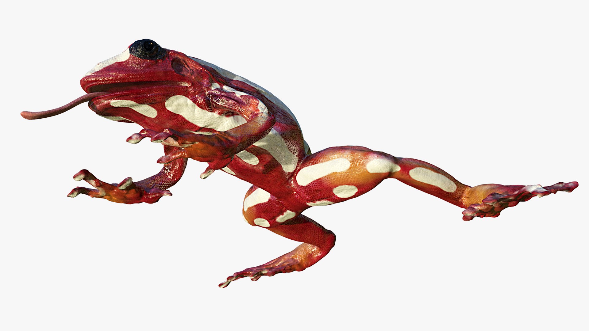 Frog Color 3D Model - TurboSquid 1854368
