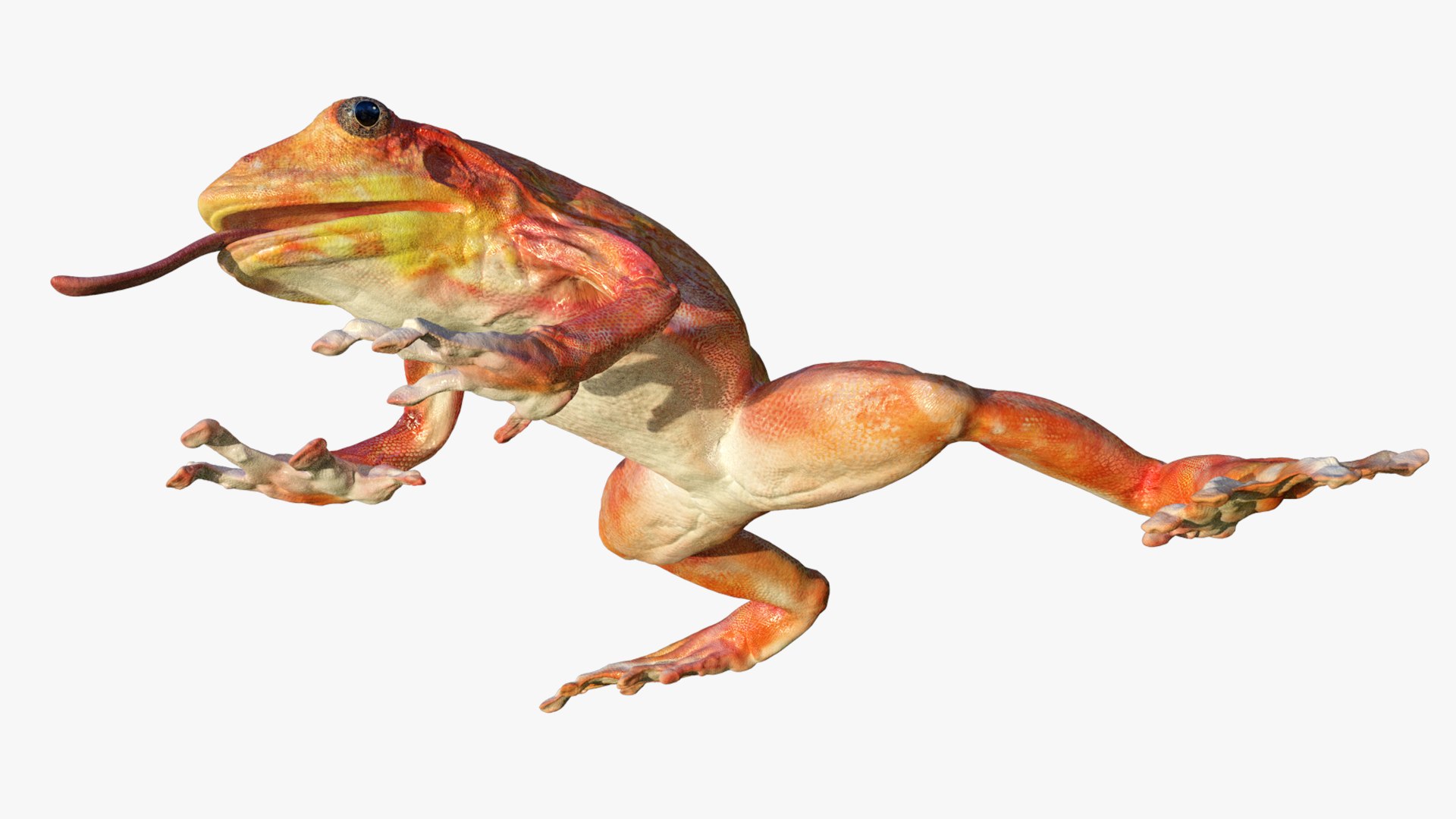 Frog Color 3D Model - TurboSquid 1854368