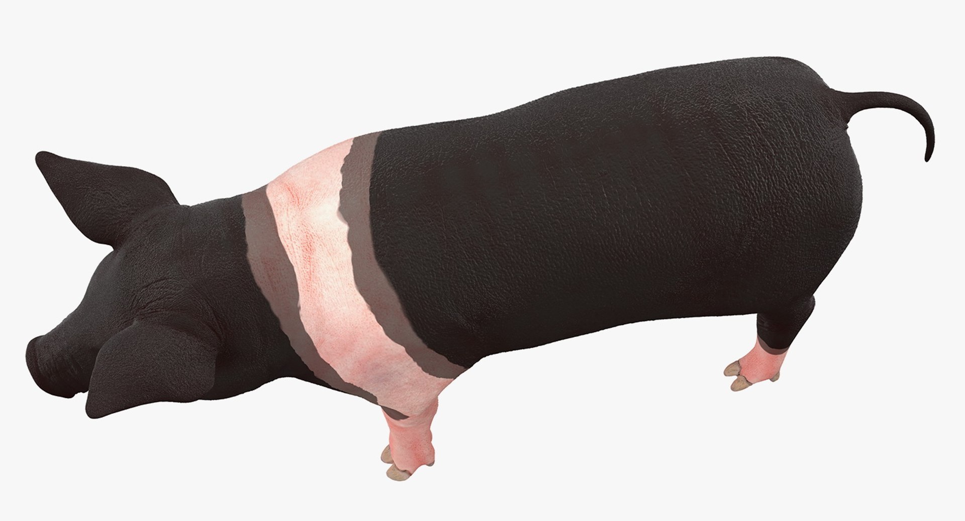 Hampshire Pig Piglet 3D - TurboSquid 1355694