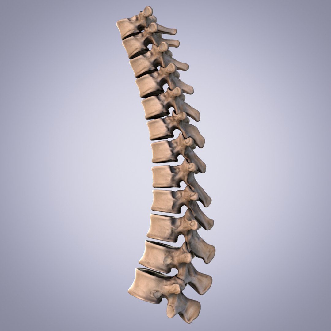 3d Model Human Spine