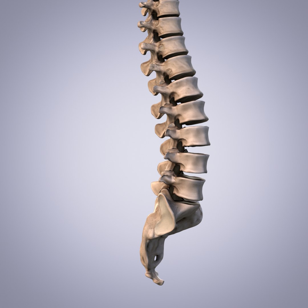 3d Model Human Spine