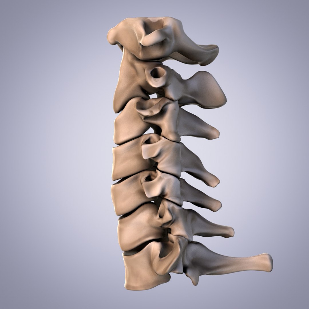 3d Model Human Spine
