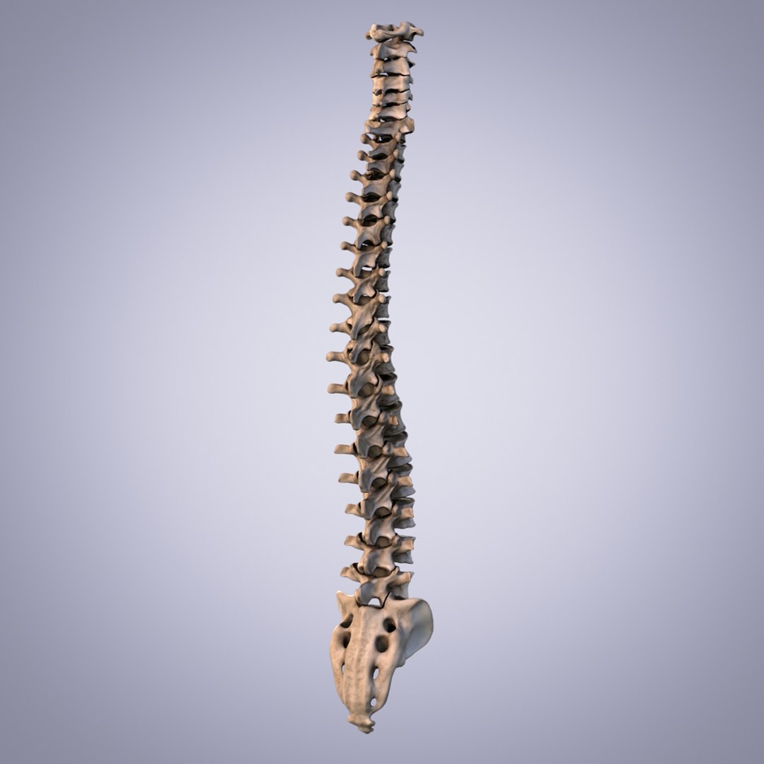 3d Model Human Spine