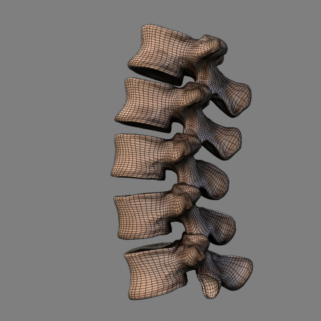 3d Model Human Spine