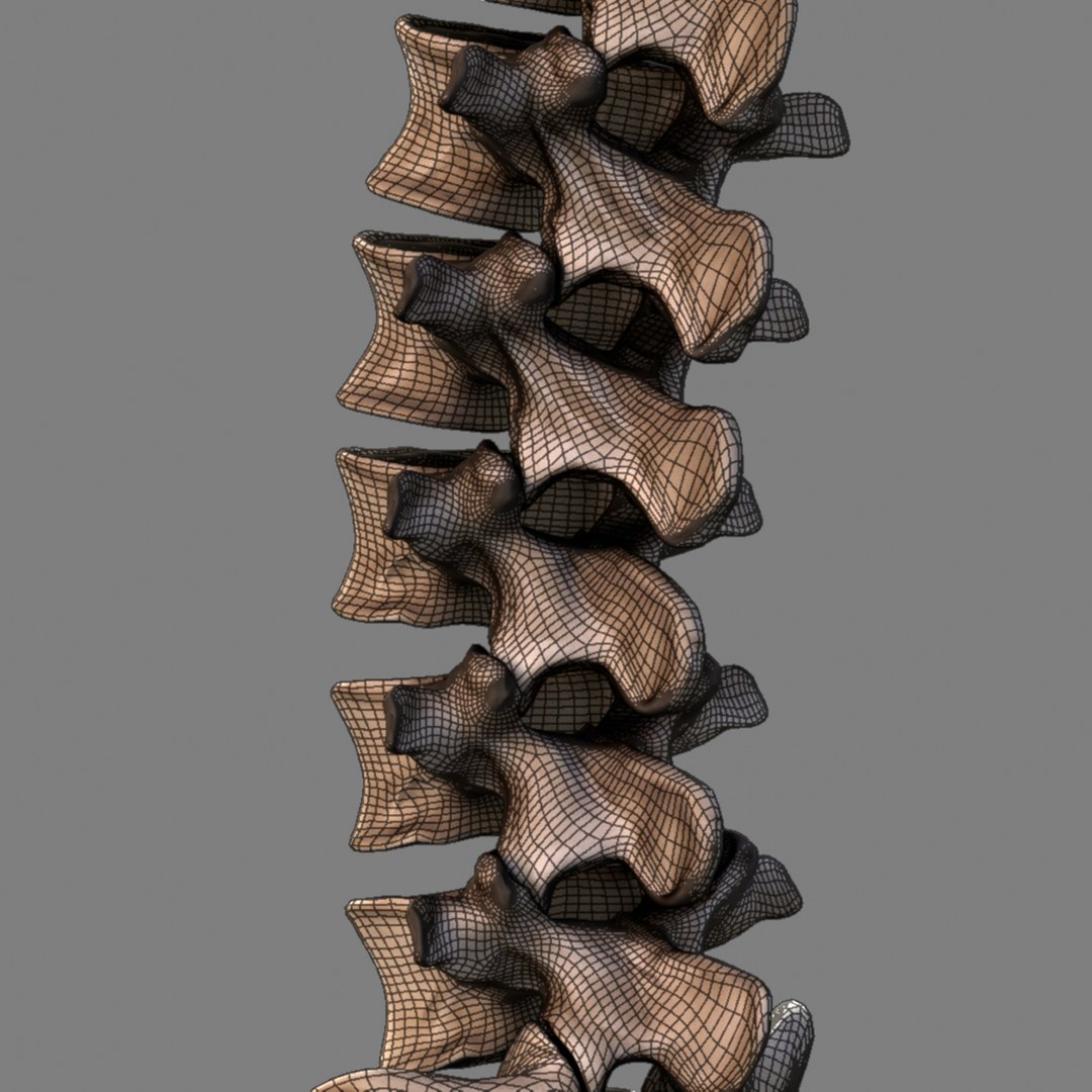 3d Model Human Spine