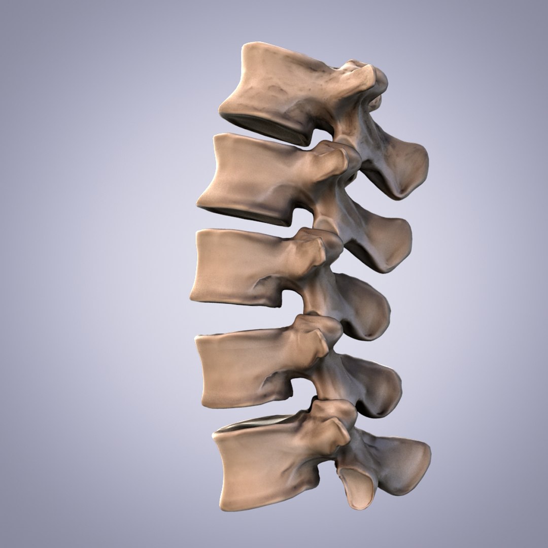3d Model Human Spine