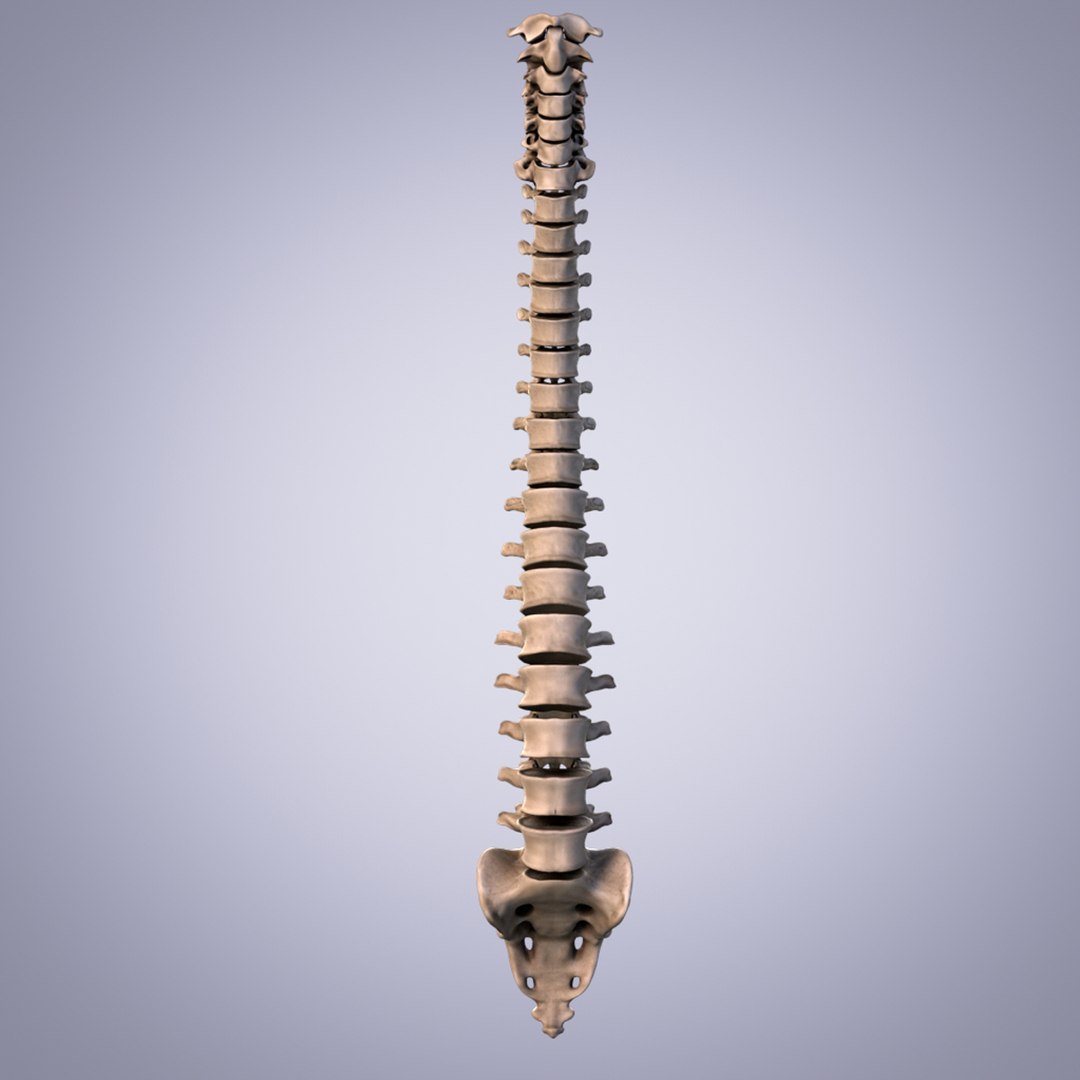 3d Model Human Spine