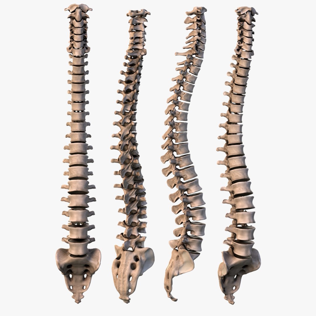 3d Model Human Spine