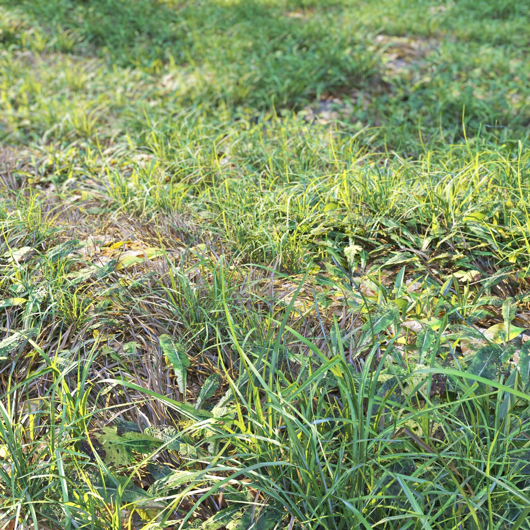 3D Meadow 2 - TurboSquid 1953823