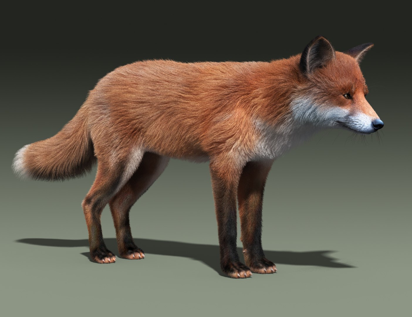 Red Fox Fur Hair Animation 3d Model