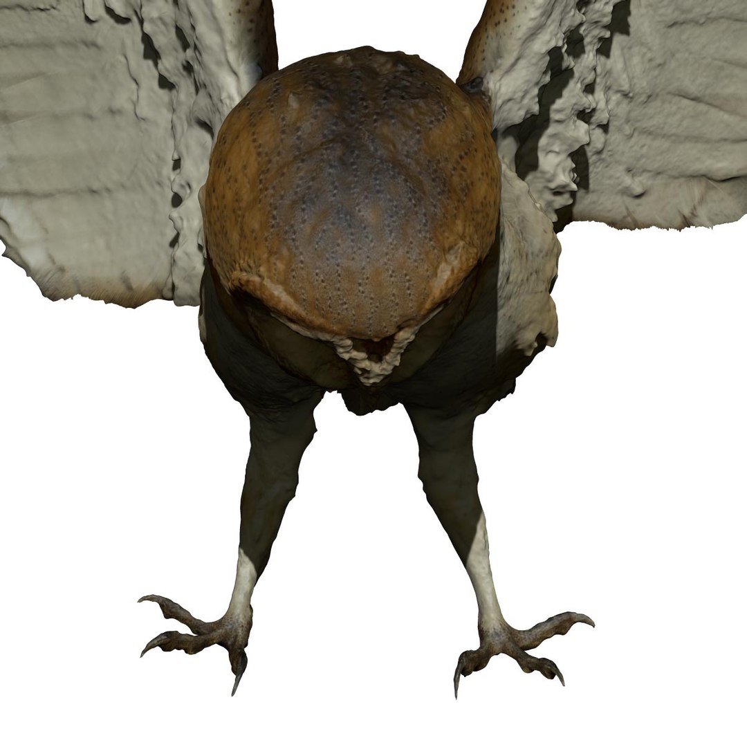 Photogrammetry Taxidermy Barn Owl Model - TurboSquid 1190405