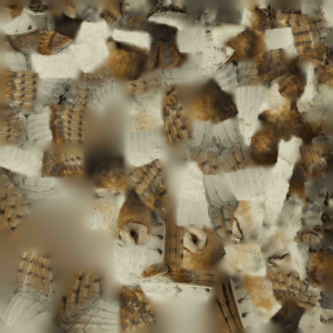 Photogrammetry Taxidermy Barn Owl Model - TurboSquid 1190405