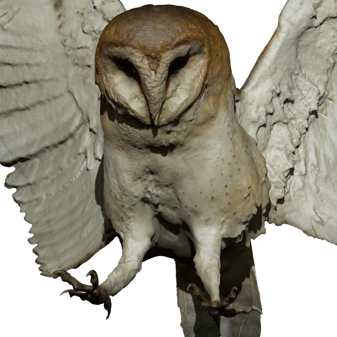 Photogrammetry Taxidermy Barn Owl Model - TurboSquid 1190405