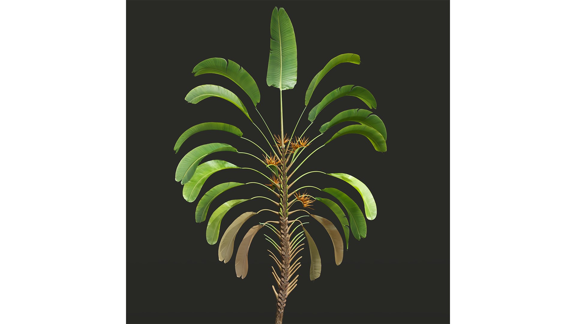 3D New Plant High Detail Strelitzia Nicolai Model - TurboSquid 2190693
