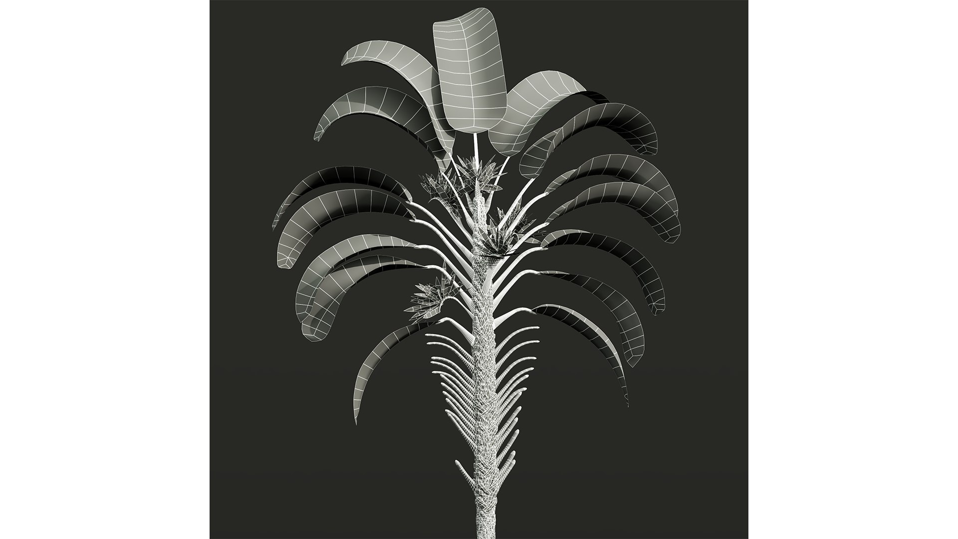 3D New Plant High Detail Strelitzia Nicolai Model - TurboSquid 2190693