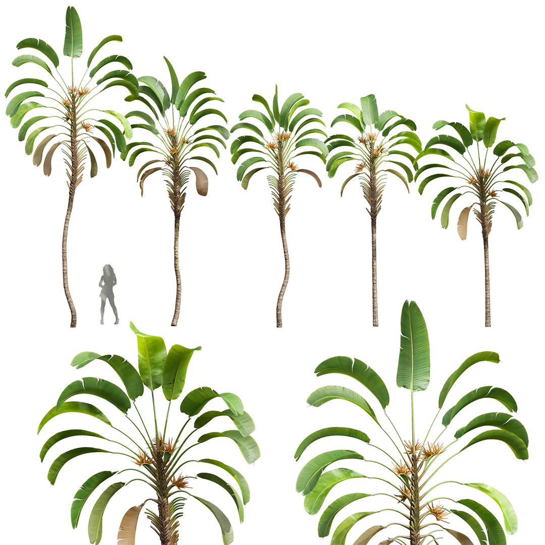 3D New Plant High Detail Strelitzia Nicolai Model - TurboSquid 2190693