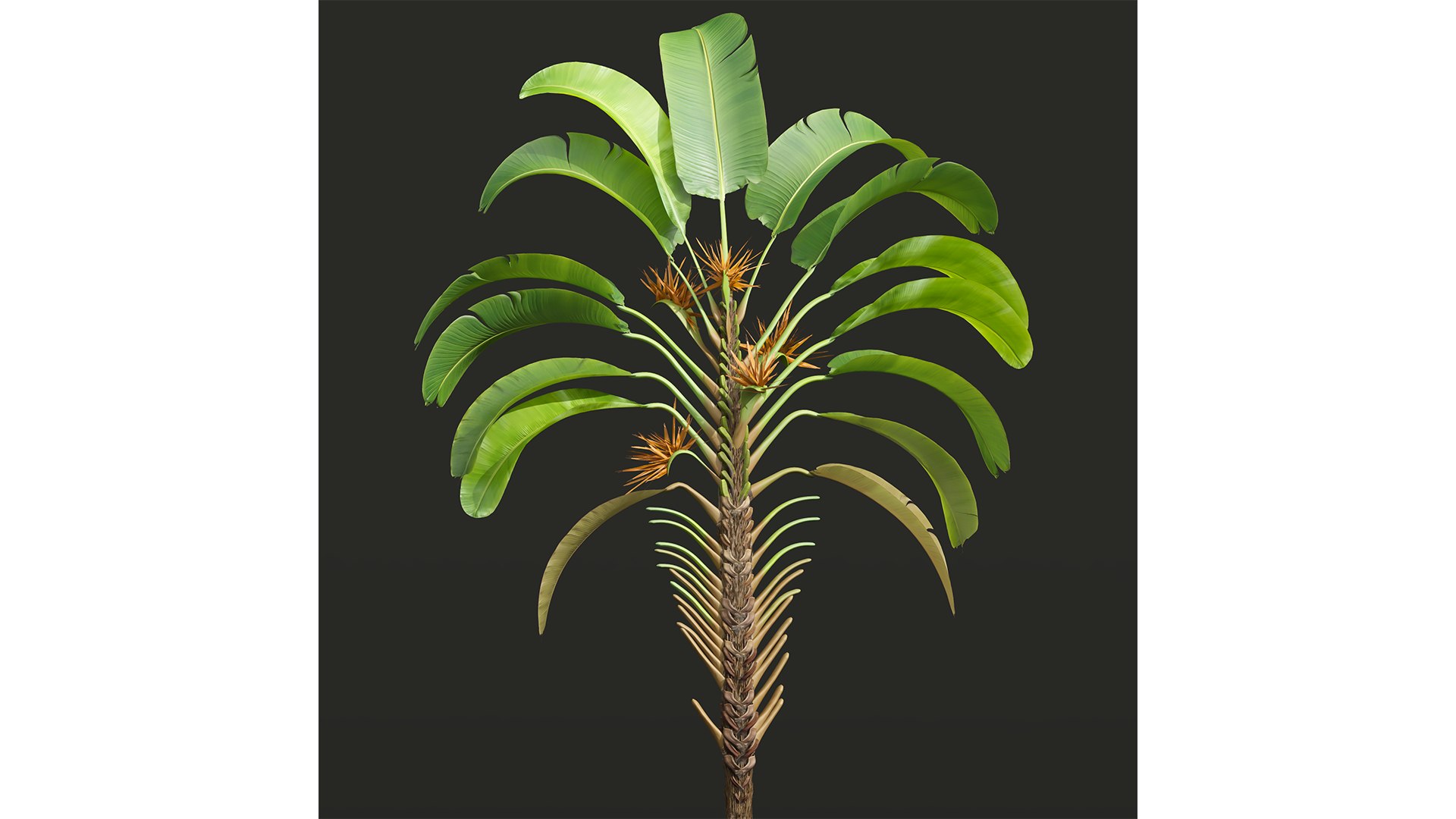 3D New Plant High Detail Strelitzia Nicolai Model - TurboSquid 2190693