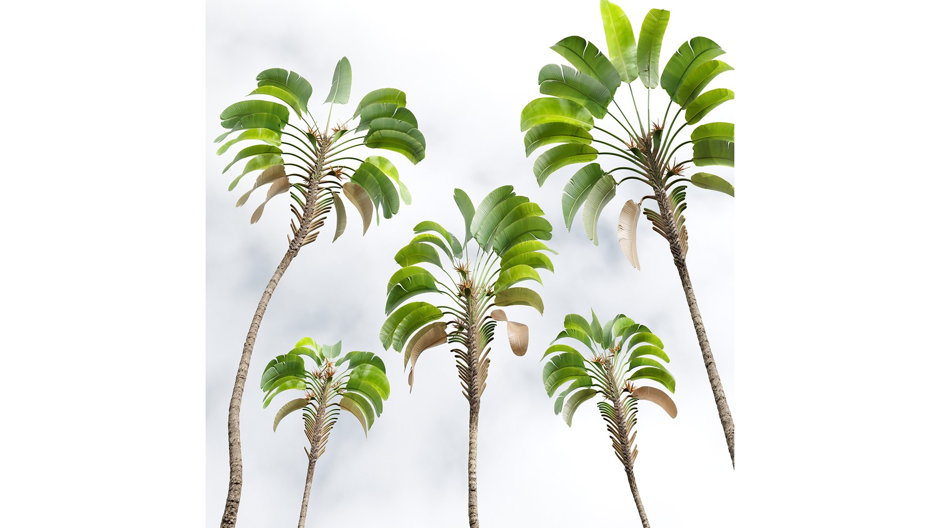 3D New Plant High Detail Strelitzia Nicolai Model - TurboSquid 2190693