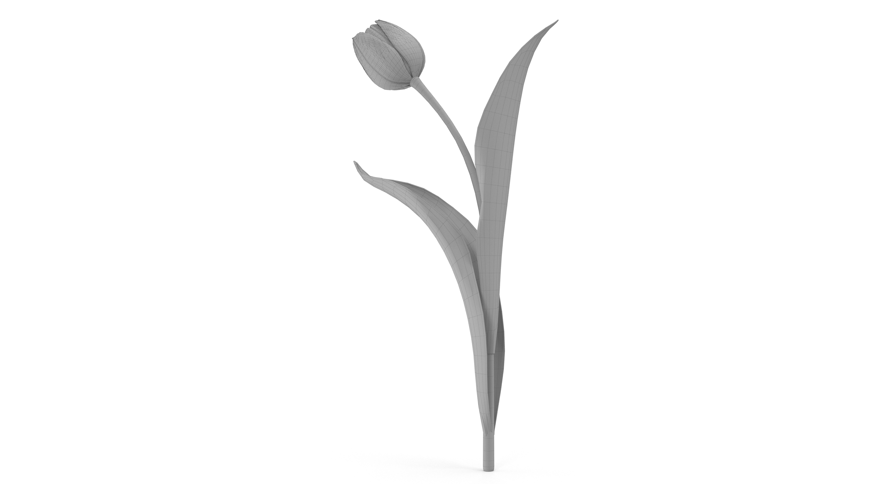 tulip flower 3d model