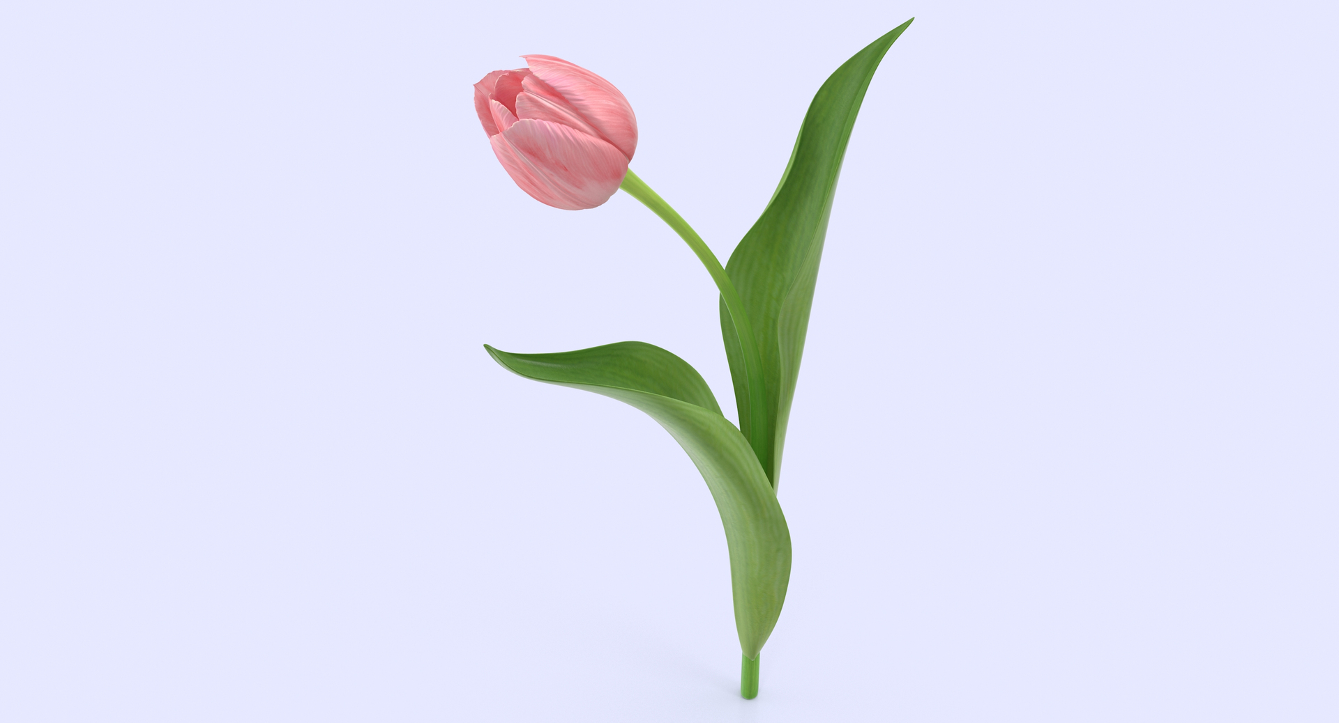 tulip flower 3d model