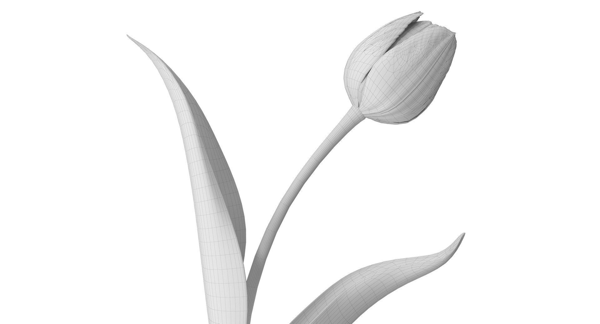Tulip Flower 3d Model