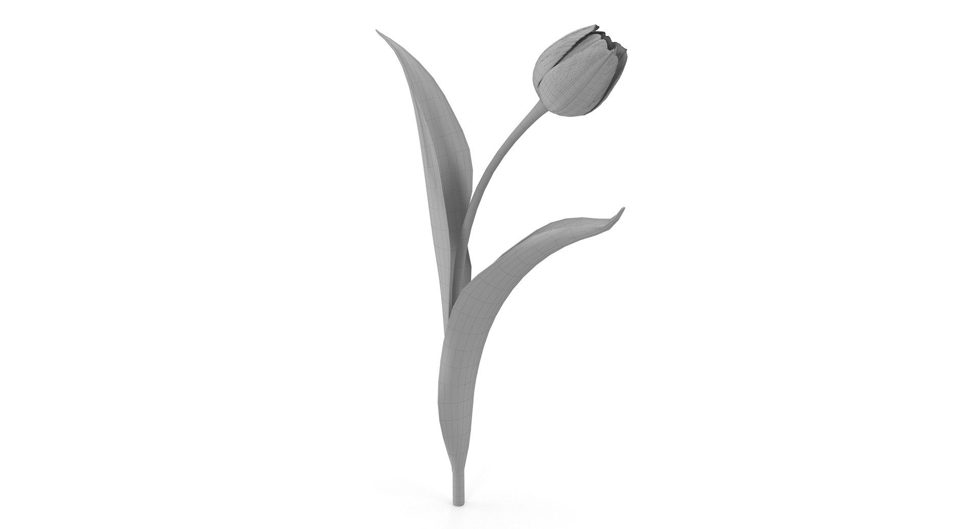 Tulip Flower 3d Model