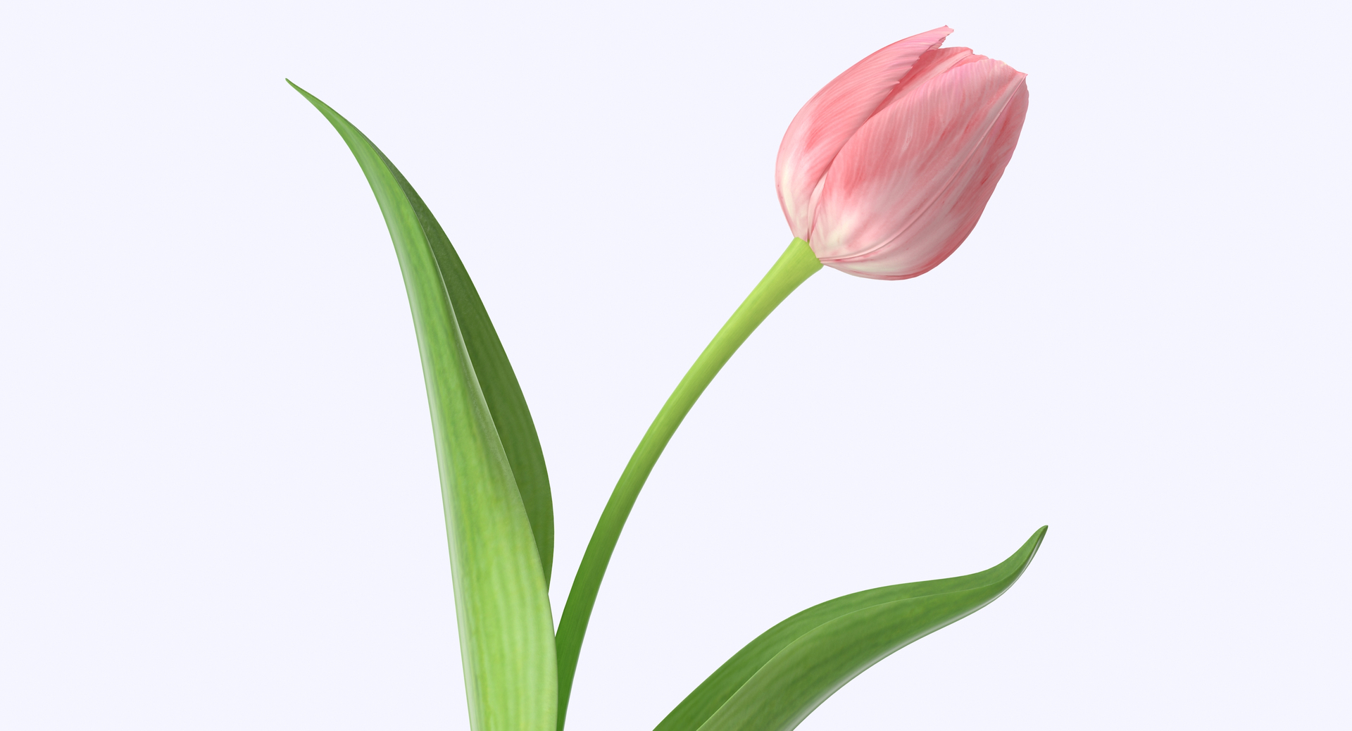 tulip flower 3d model