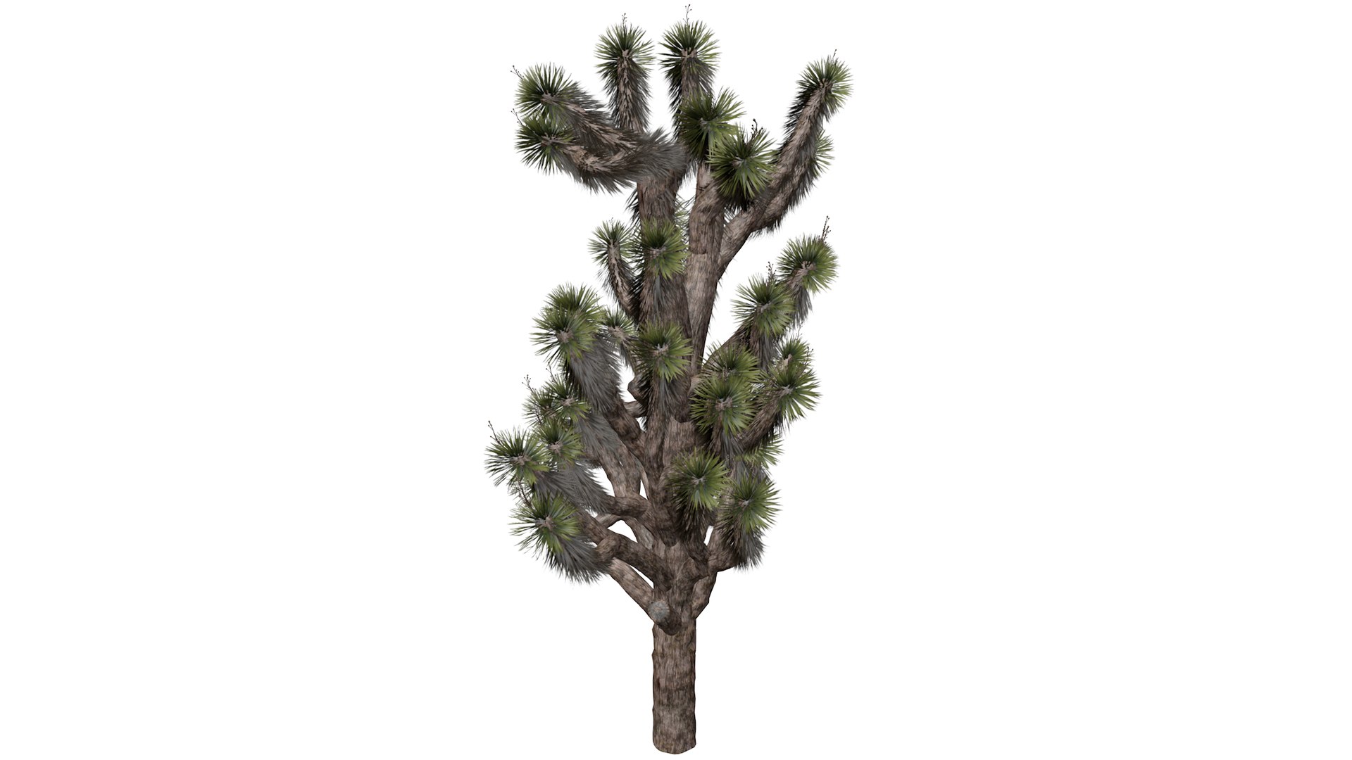 Joshua Tree Plant Collection 3D - TurboSquid 2377987