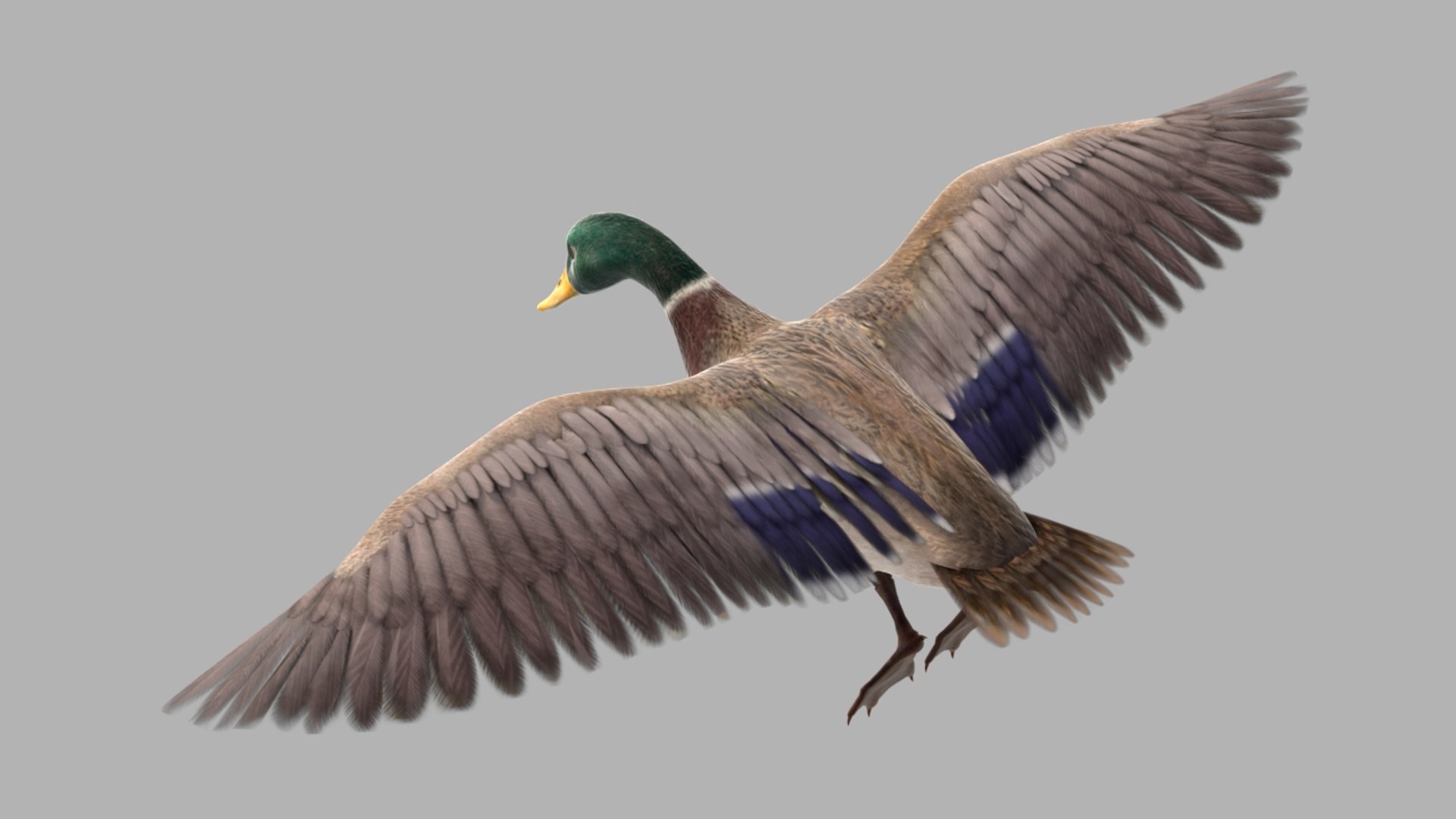 Mallard Model - TurboSquid 1416091