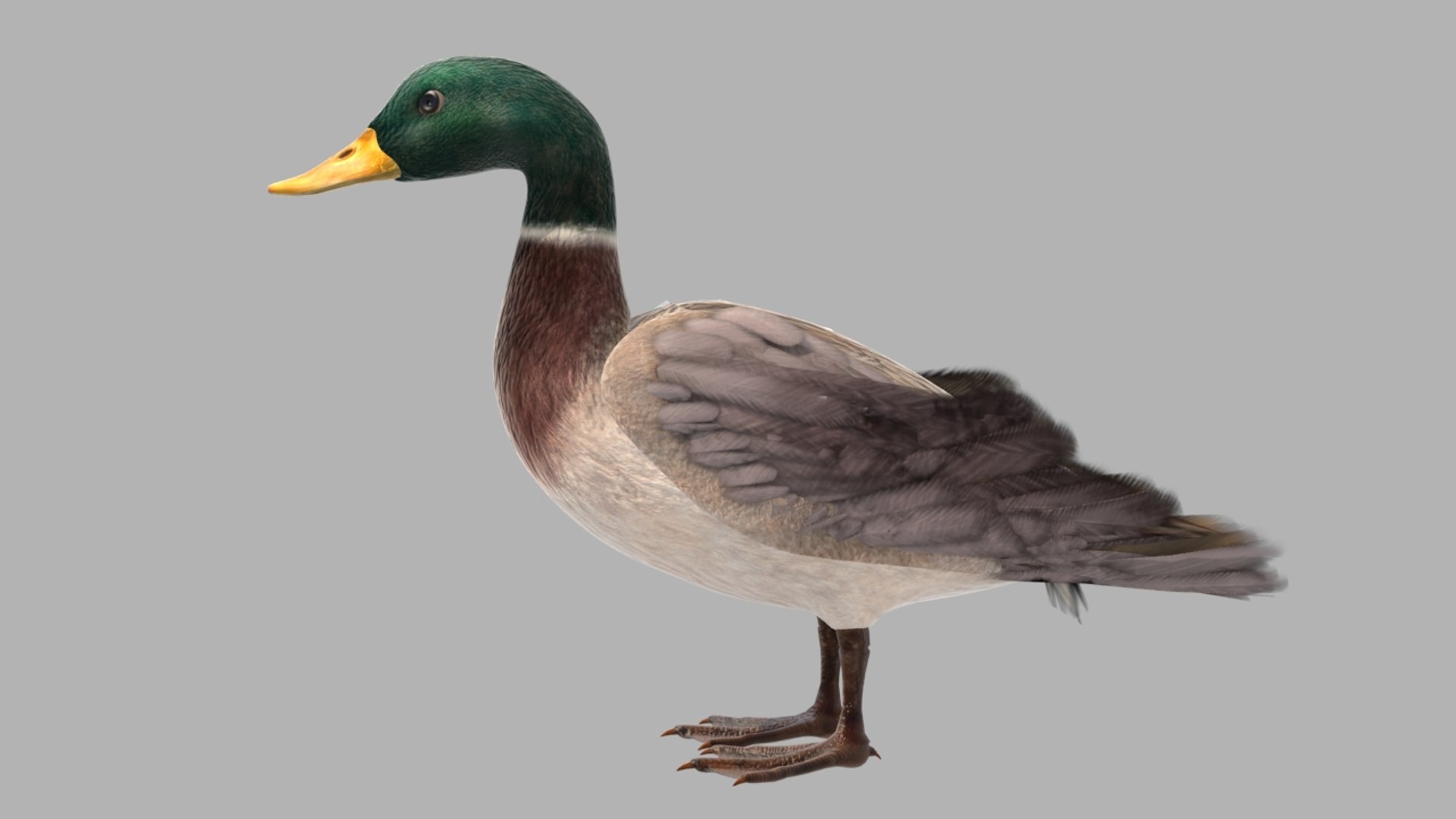Mallard Model - TurboSquid 1416091
