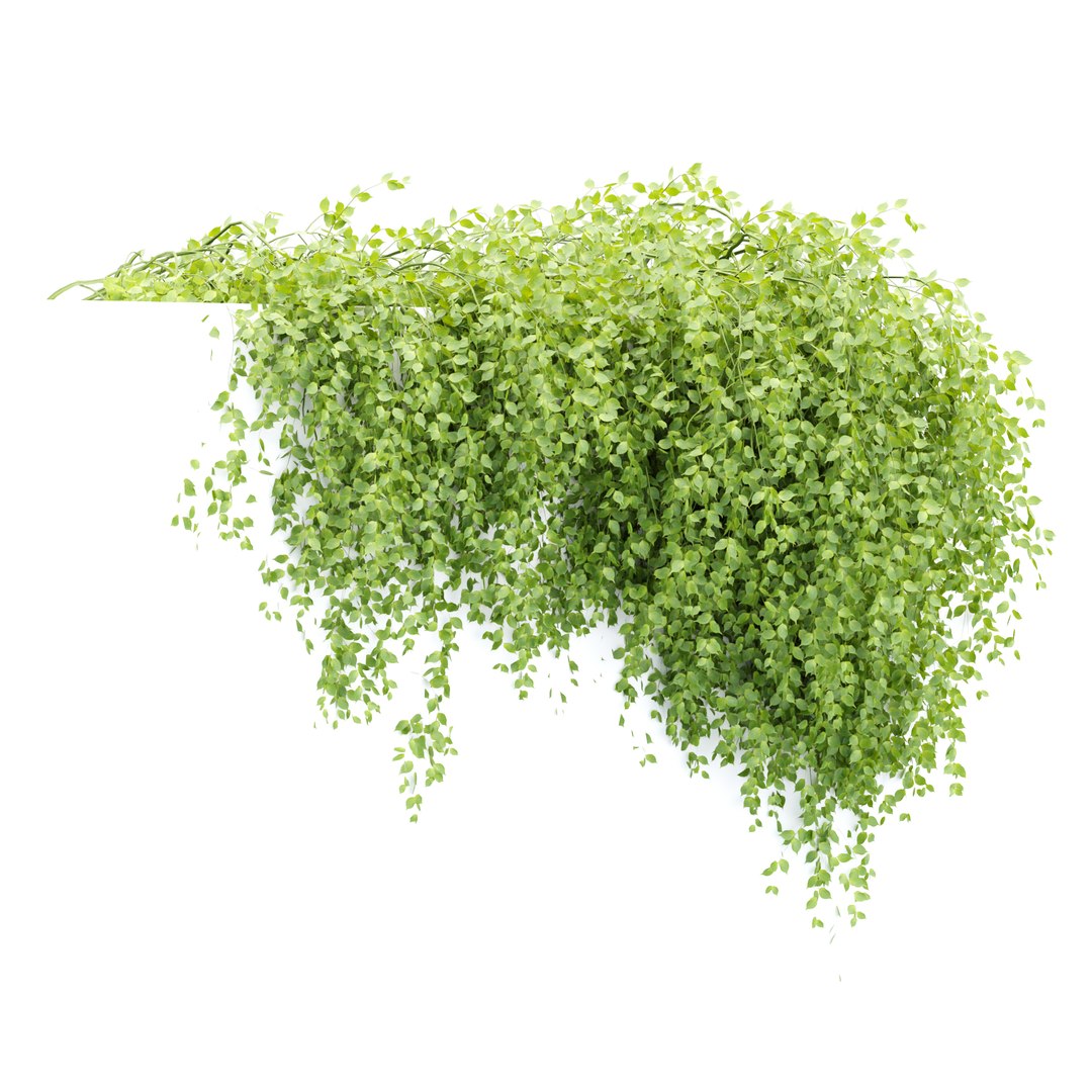 Hanging Wall Creeper Plants Collection Vol 225 3D Model - TurboSquid ...