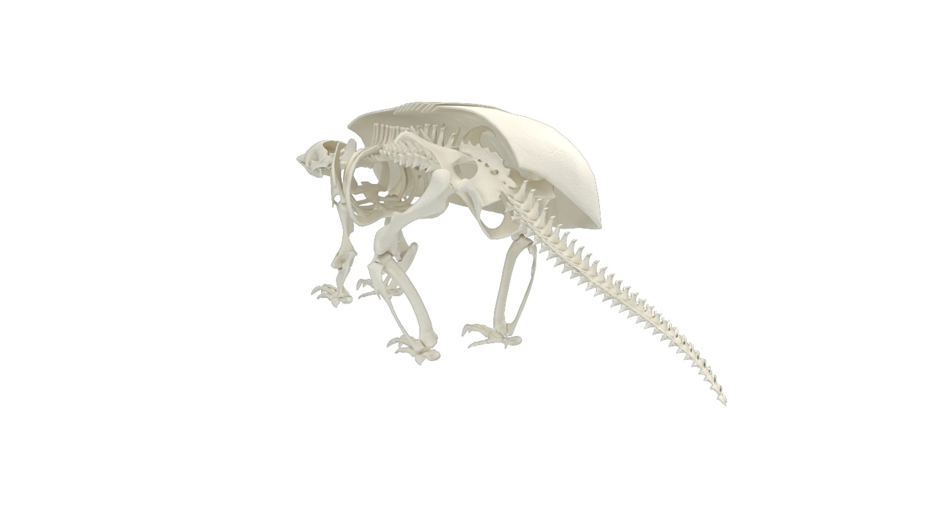 3D Armadillo Skeleton Model - TurboSquid 1361871
