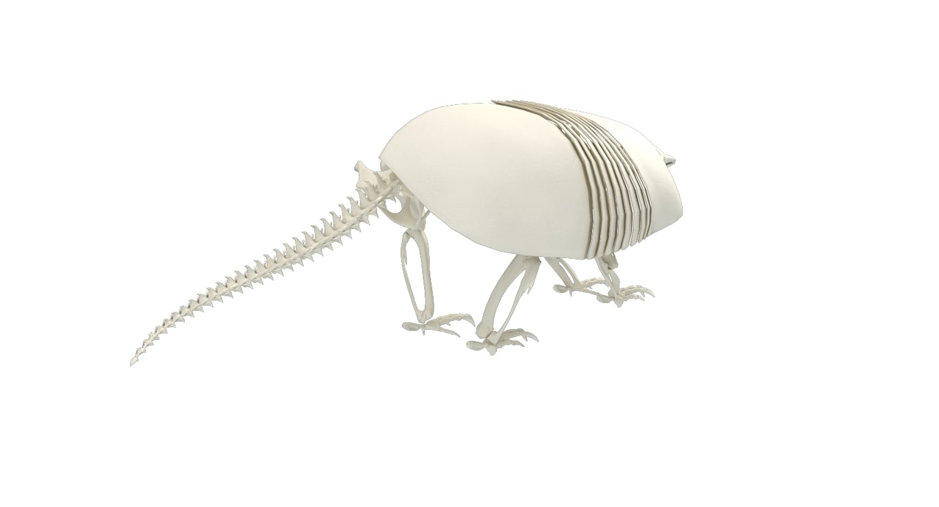 3D Armadillo Skeleton Model - TurboSquid 1361871