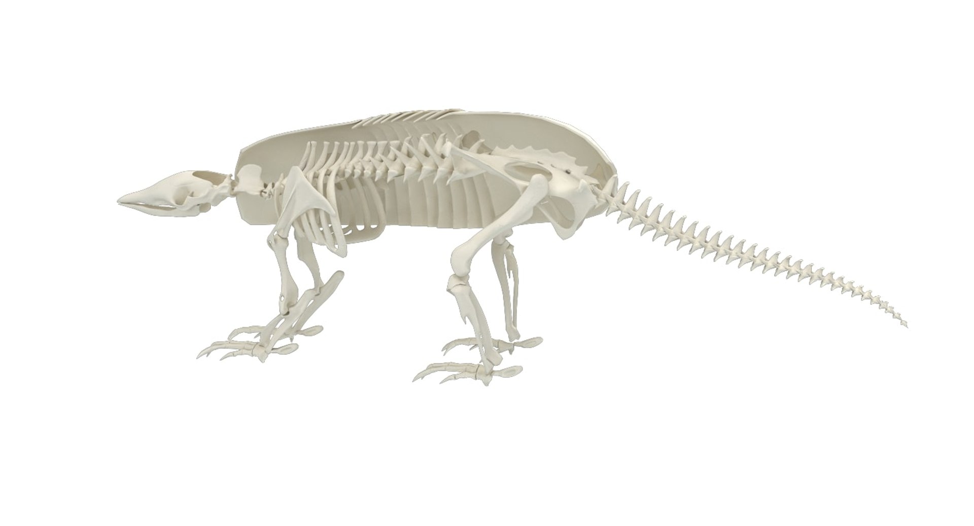 3D Armadillo Skeleton Model - TurboSquid 1361871