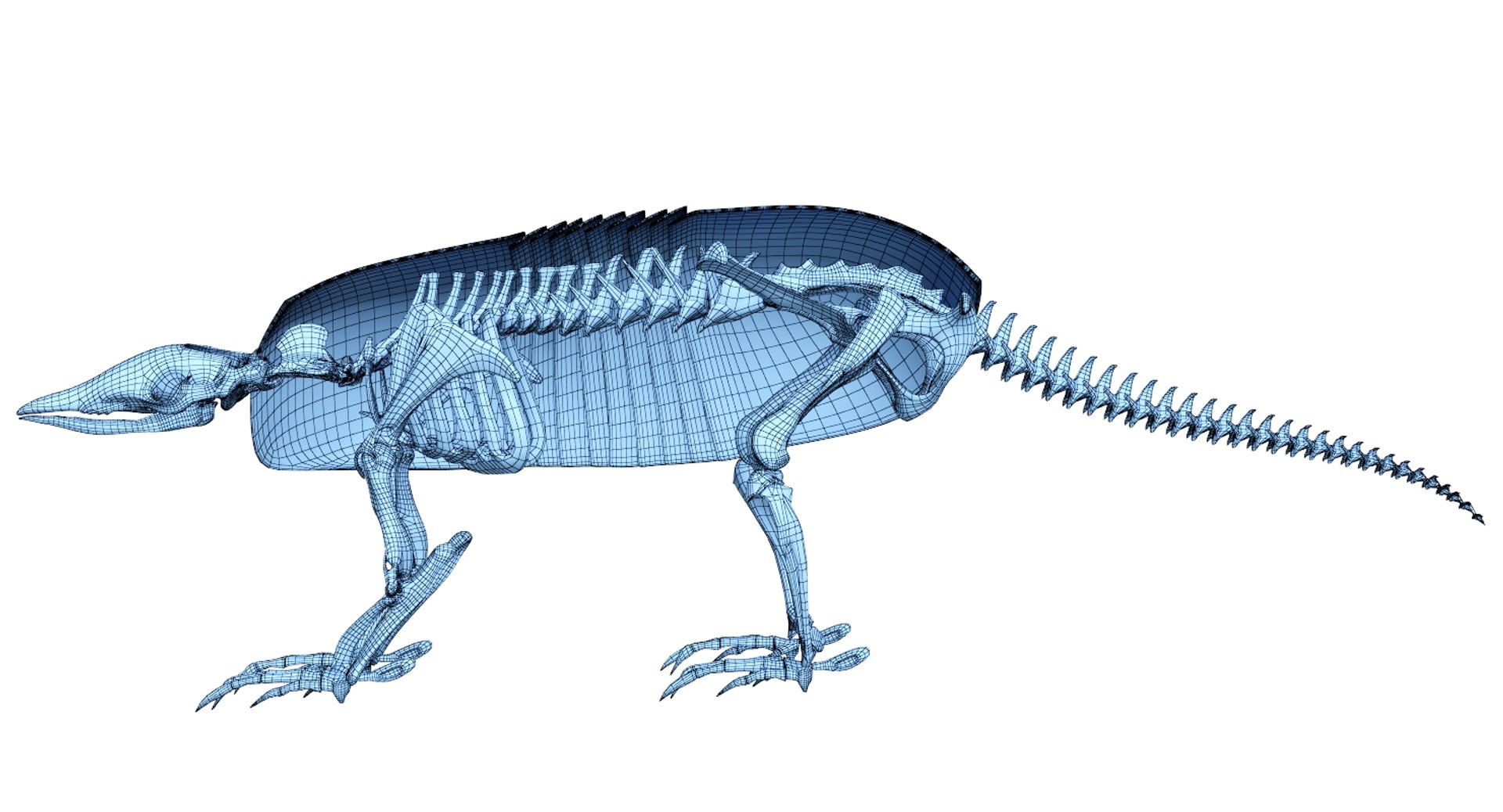 3D armadillo skeleton model - TurboSquid 1361871