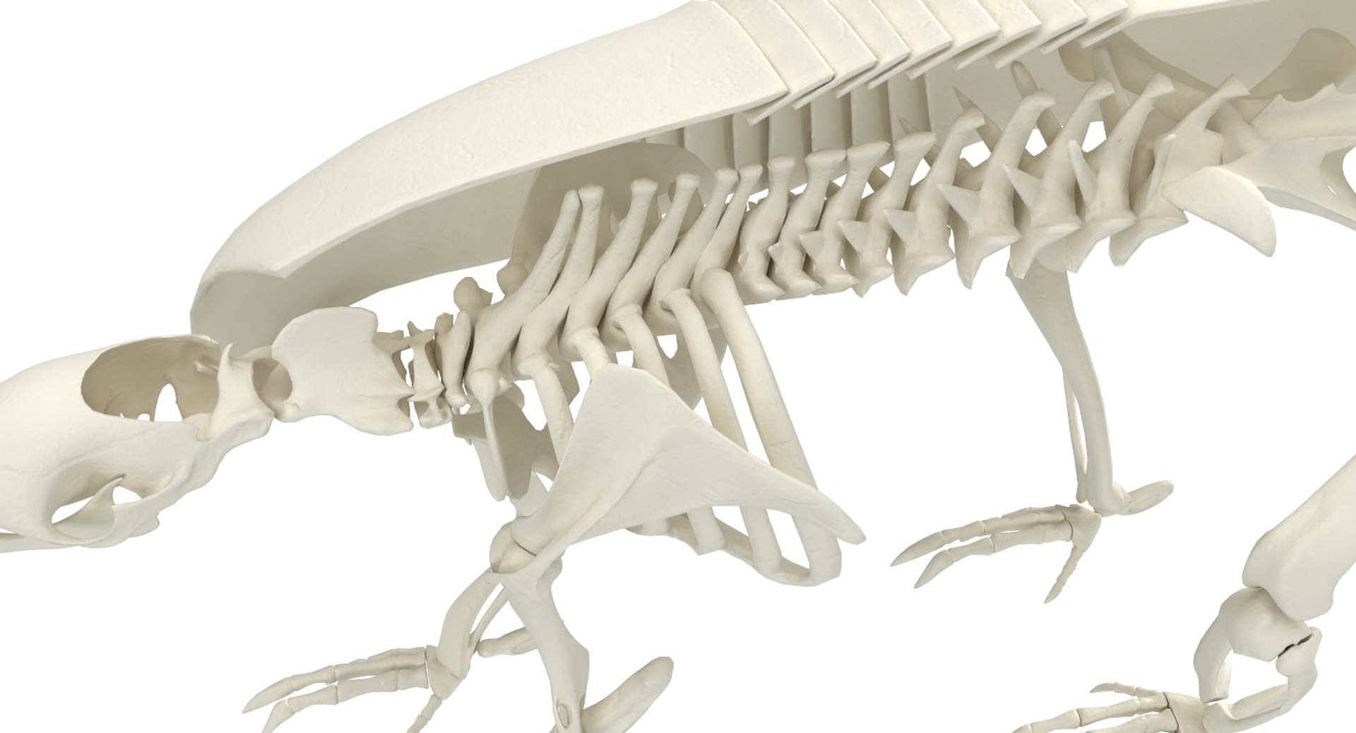 3D armadillo skeleton model - TurboSquid 1361871