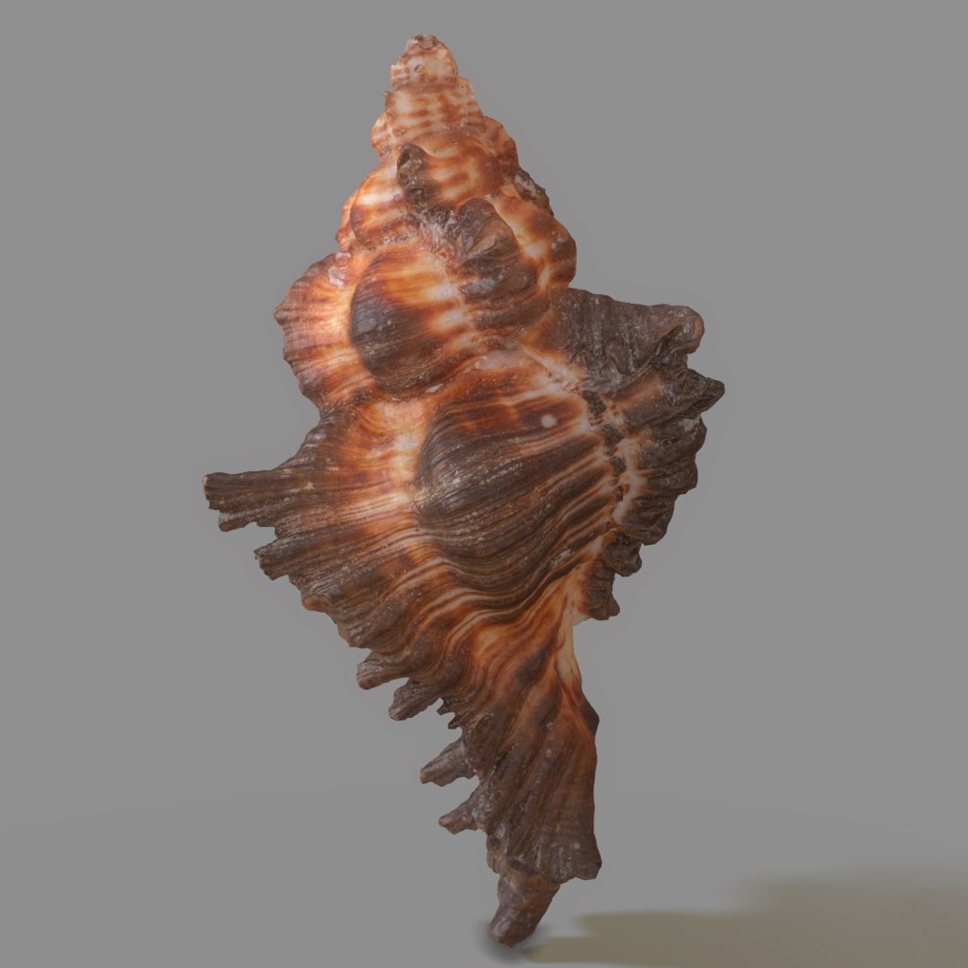 3d Chicoreus Banksii Sea Mollusk Model